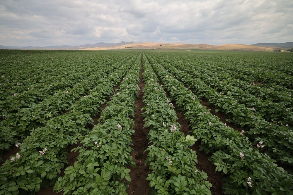 REVV-UP™, A New Phosphorus Solubilizing Biological From Innvictis Bioscience® | Innvictis