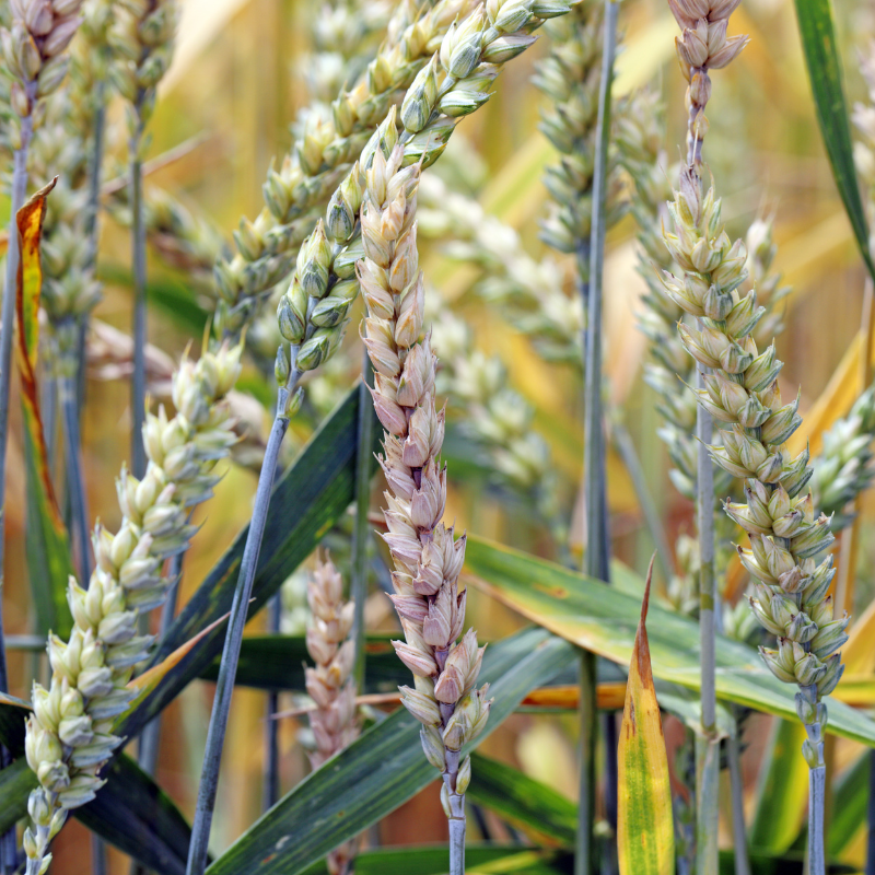 Fusarium Head Blight in Wheat