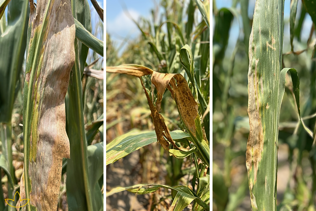 Common Corn Diseases You Need to Know
