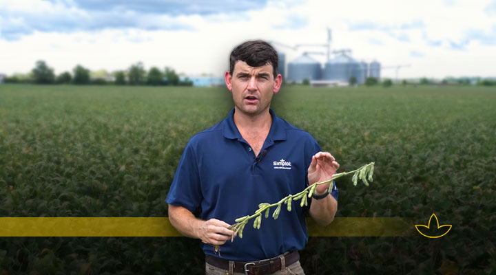 Mastering Soybean Desiccation - Timing for Optimal Harvest Efficiency