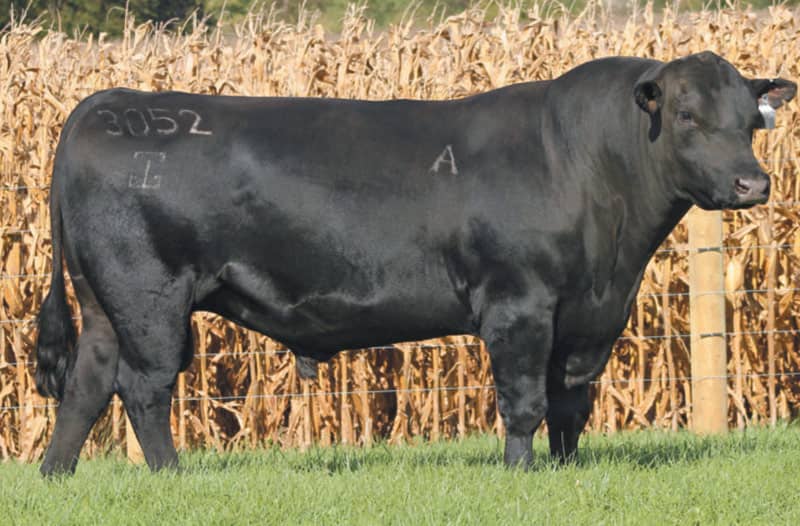 SimVitro HerdFlex IVF cattle embryos by Simplot