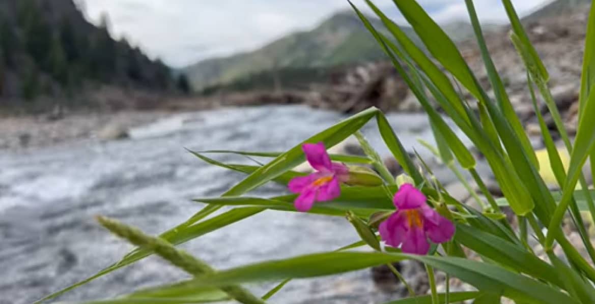 Yankee Fork River Restoration | The J.R. Simplot Company