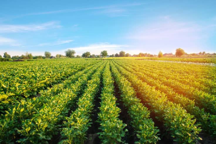 Simplot Brand Guidelines | The J.R. Simplot Company