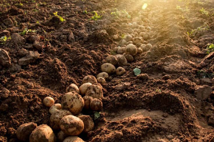 Simplot Brand Guidelines | The J.R. Simplot Company