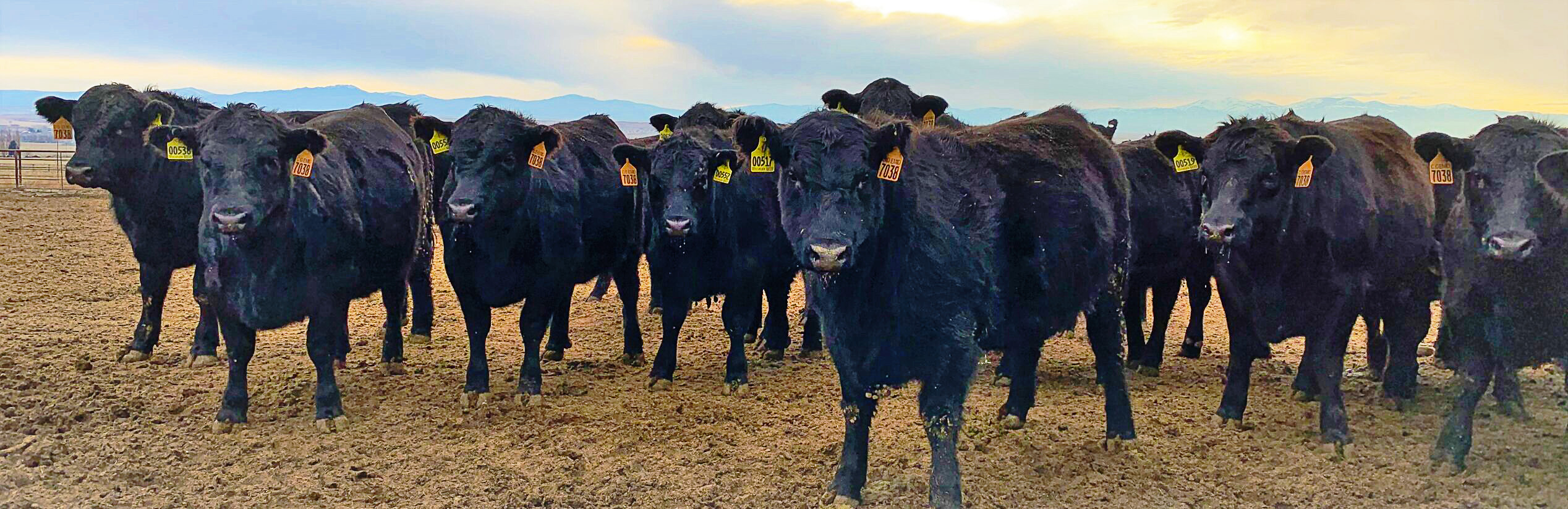 Animal Sciences | The J.R. Simplot Company