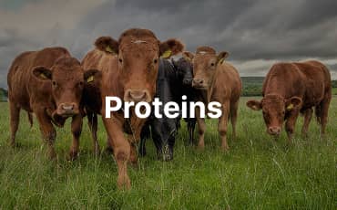 Simplot Western Stockmen’s Livestock Products | The J.R. Simplot Company