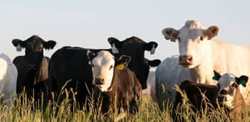 Simplot Premieres New Video Highlighting Diverse, Mine to Plate ...