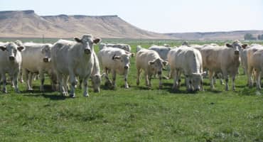 Simplot livestock operations: retail, nutrition, reproduction, health ...