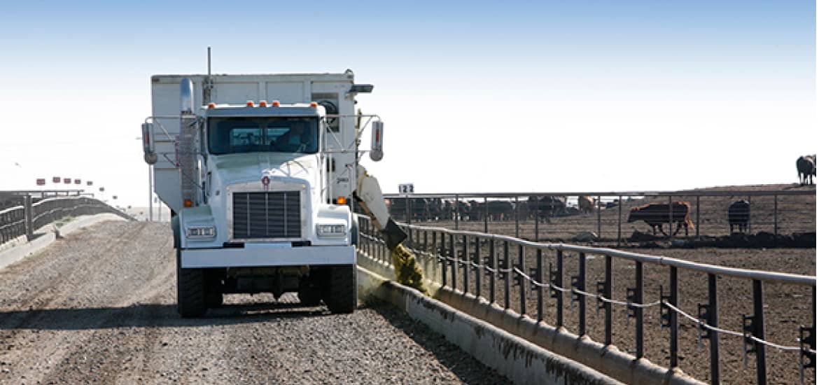 Custom Cattle Feeding | The J.R. Simplot Company