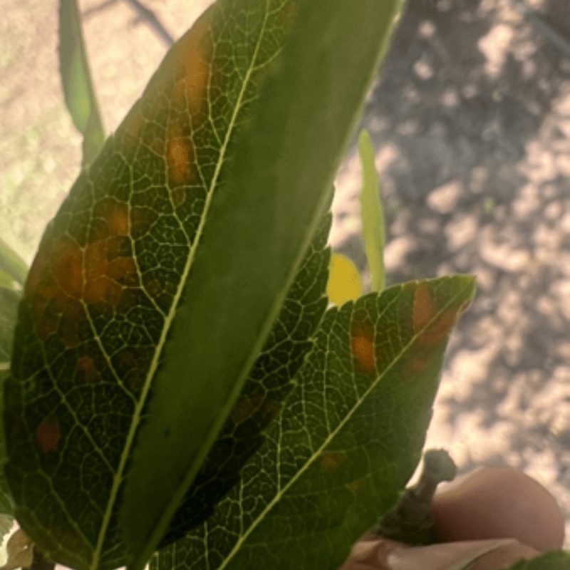 Battling Soybean Diseases: Red Crown Rot and White Mold